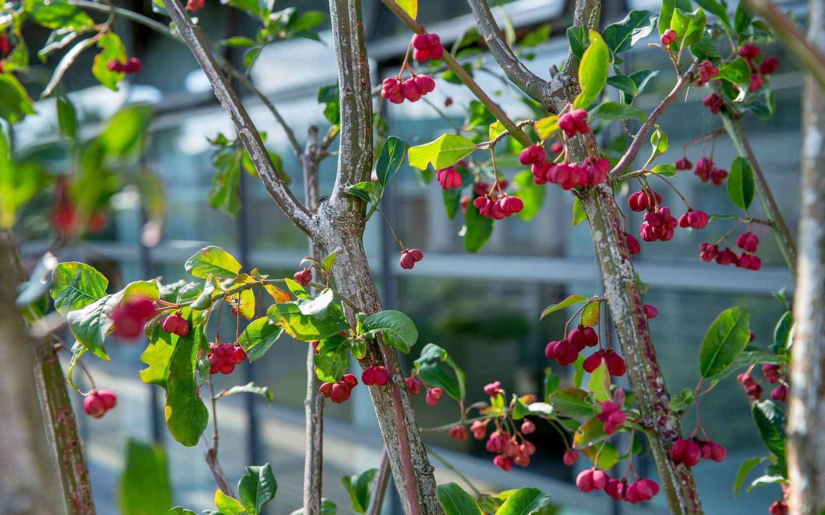 Terrific trees for modern biodiversity: a leafy entry to a profuse ...