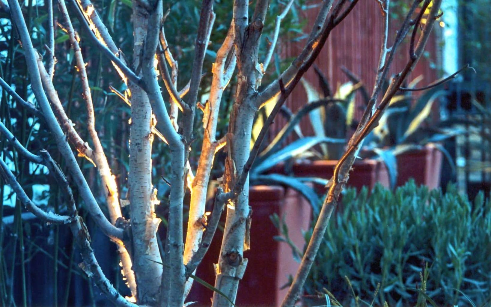 Terrific trees for modern biodiversity: a leafy entry to a profuse ...