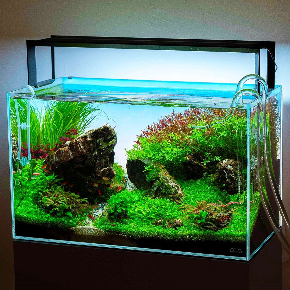 60 Liter Aquarium für Wohnzimmer | homify