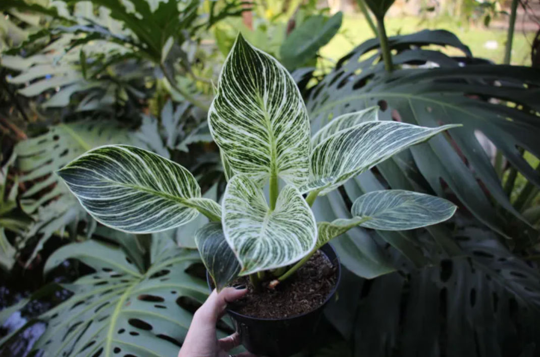 Como Cuidar de Planta Filodendro: Guia Simples sobre a Filodendro ...