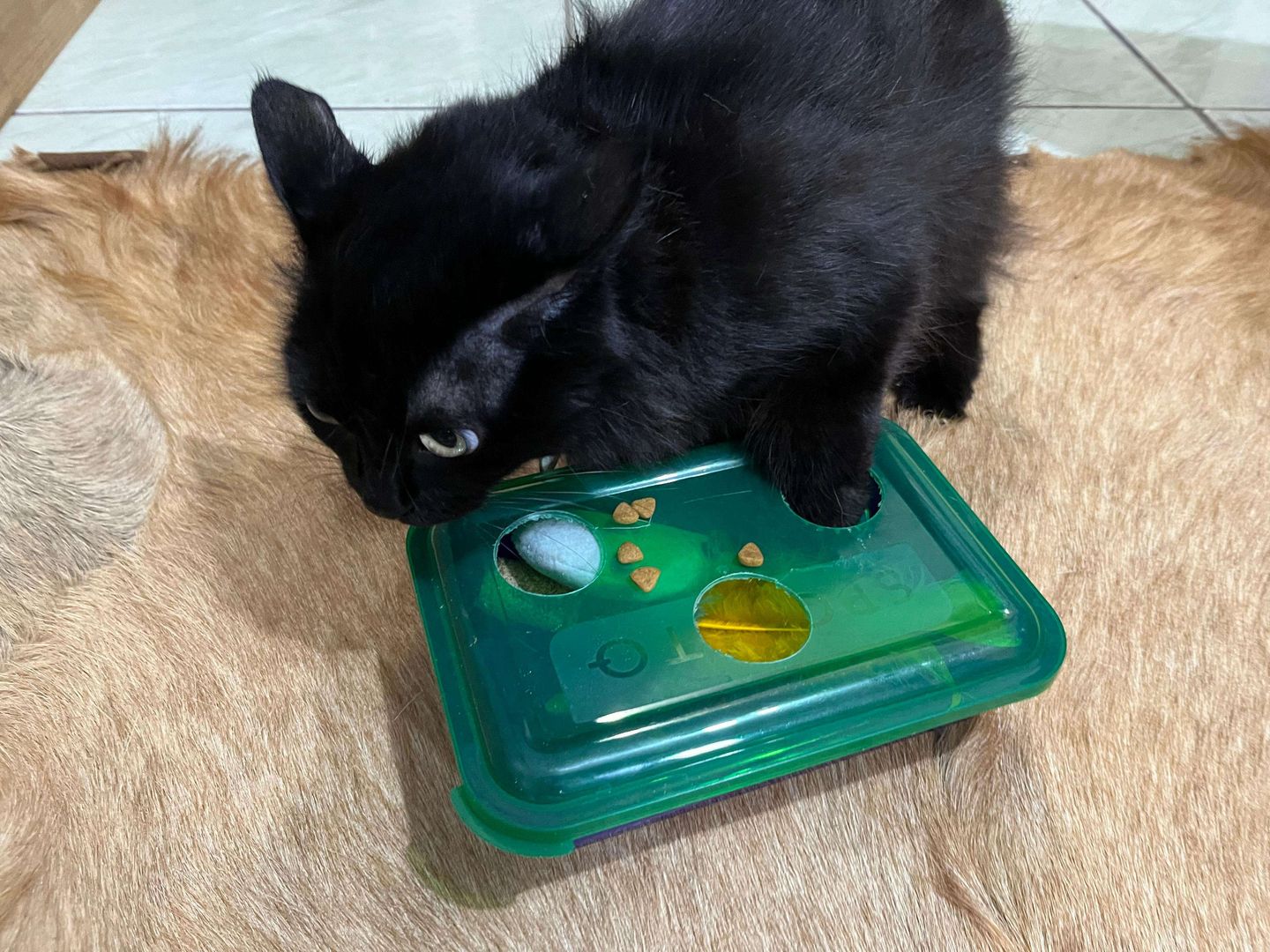 Making Your DIY Cat Puzzle with These Simple 7-Step Guide | homify