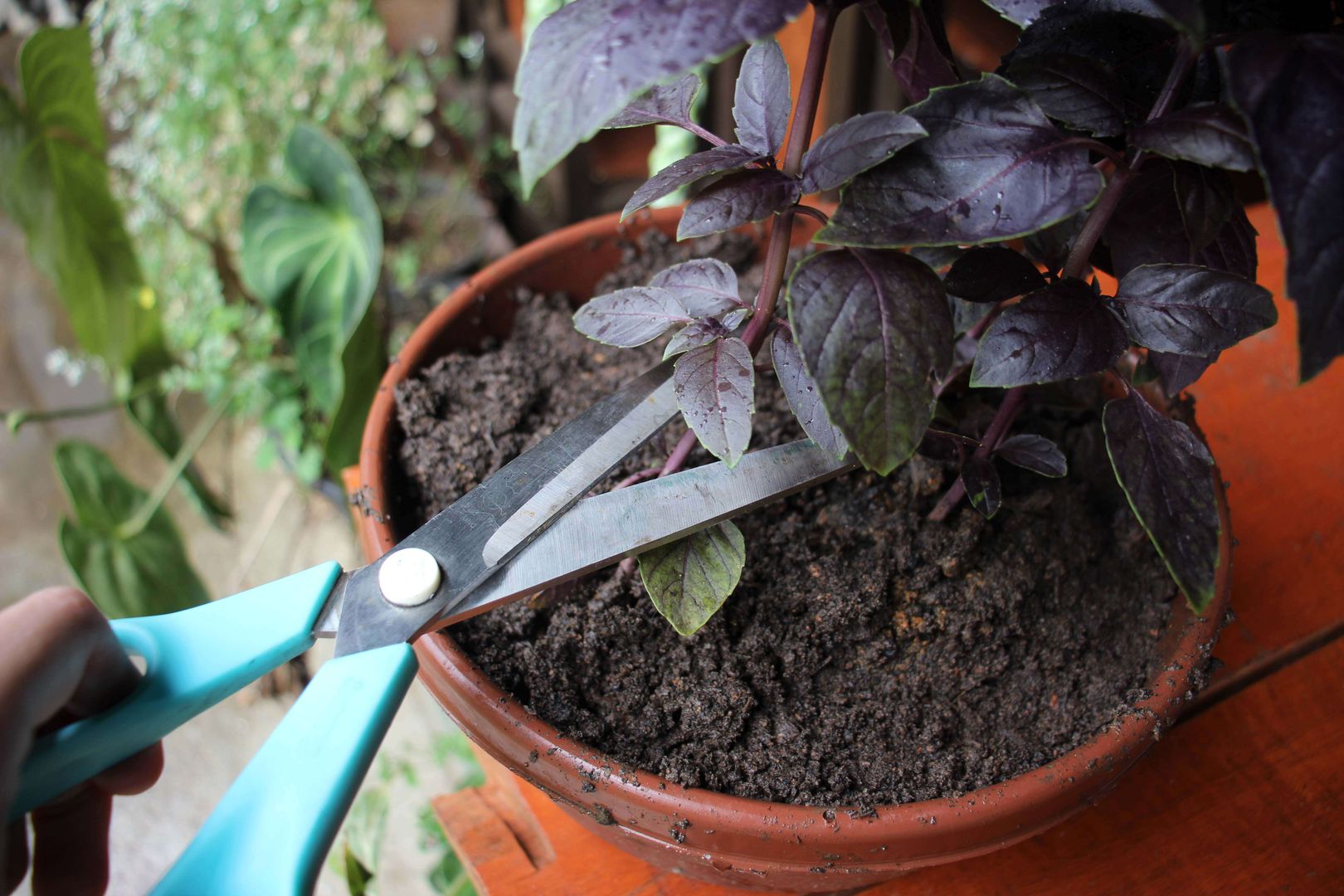 Guía para el Cuidado de la Ocimum Basilicum Purpurea (Albahaca Morada ...