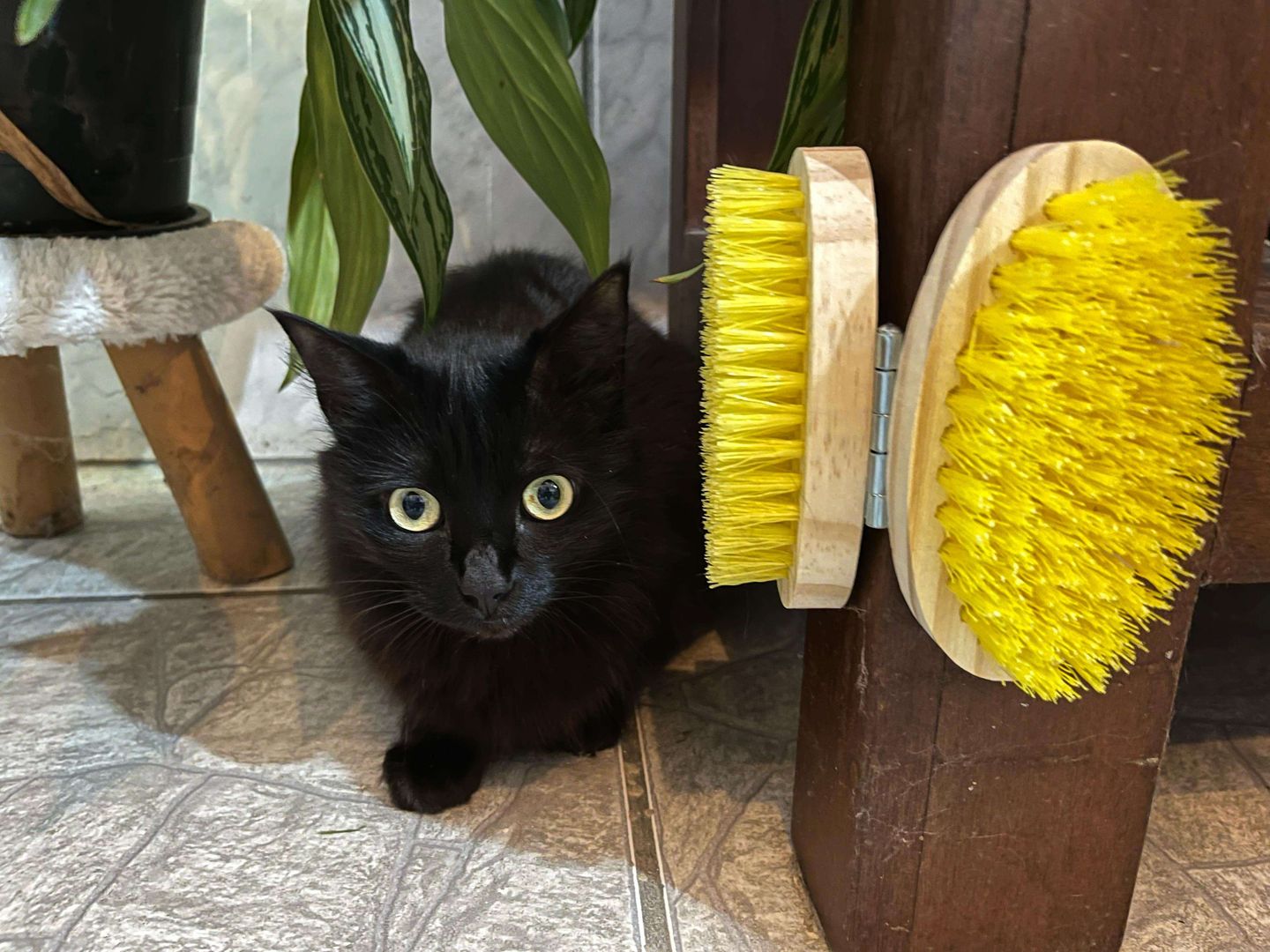 Como Fazer Coçador Para Gatos: DIY em 6 Passos Fáceis | homify