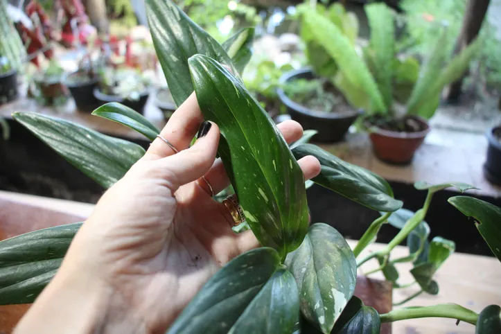 Como Cuidar de Planta Filodendro – Dicas e Truques Úteis | homify