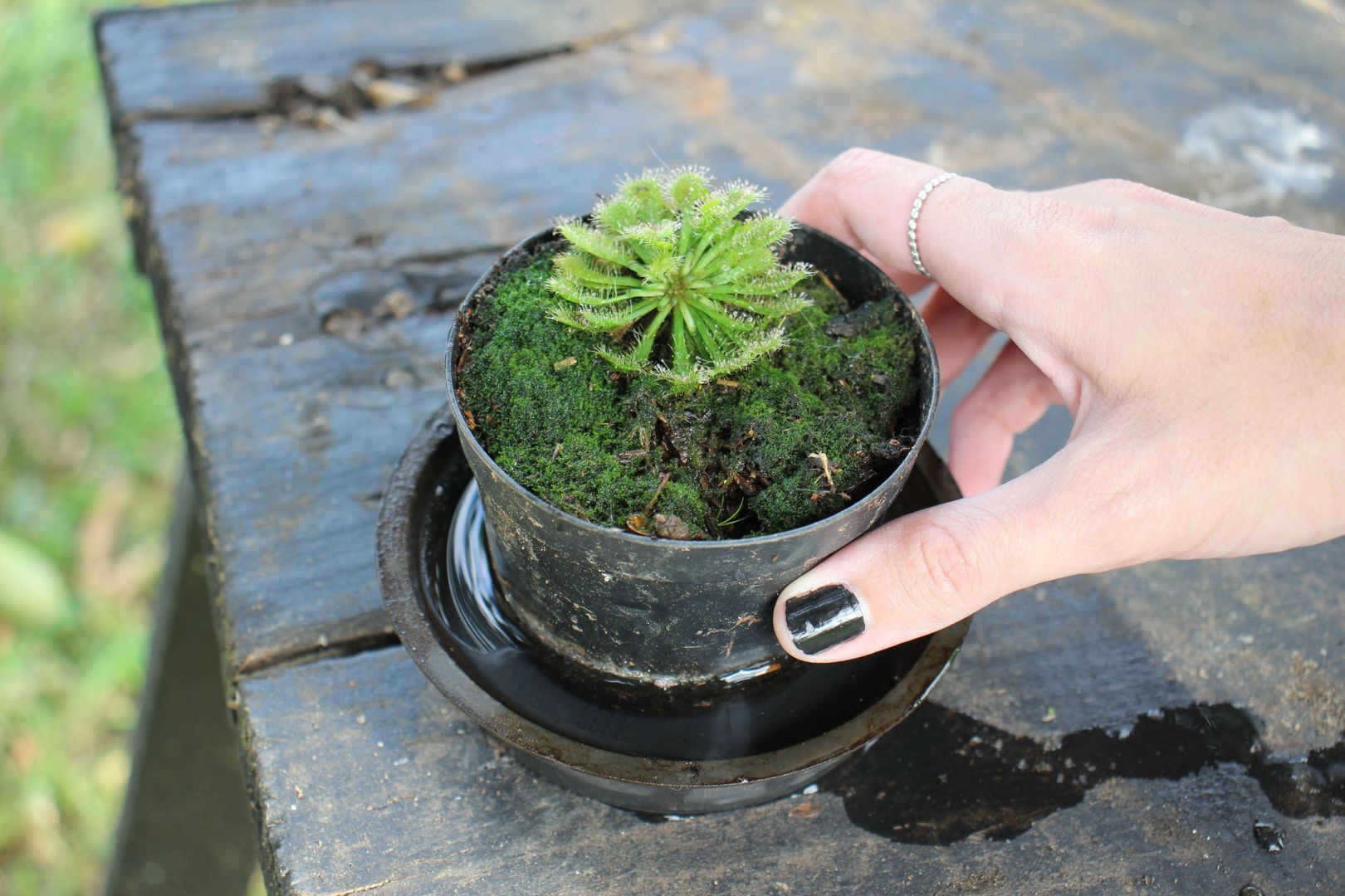 Drosera Aliciae (The Alice Sundew): il DIY Alice Sundew per Prendersene ...