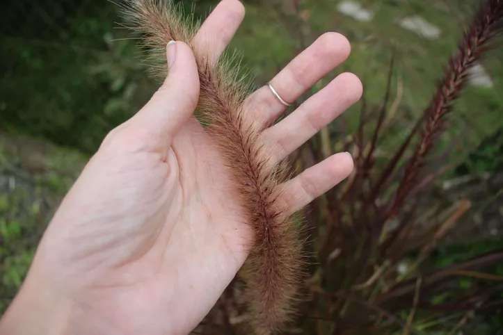 Como Cuidar do Capim-do-Texas Carmesim [Pennisetum Setaceum] | homify