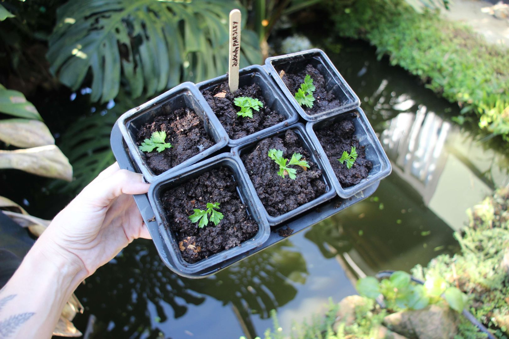 Como Usar Bandeja Sementeira: Guia Completo para Plantar Sementes em ...