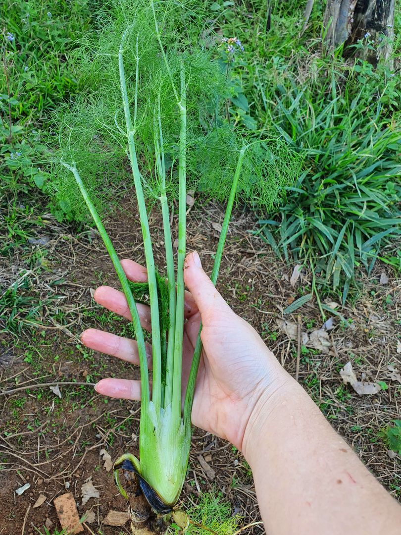 O Que É Funcho? Veja 7 Regras Para Cuidar Da Planta Funcho | homify