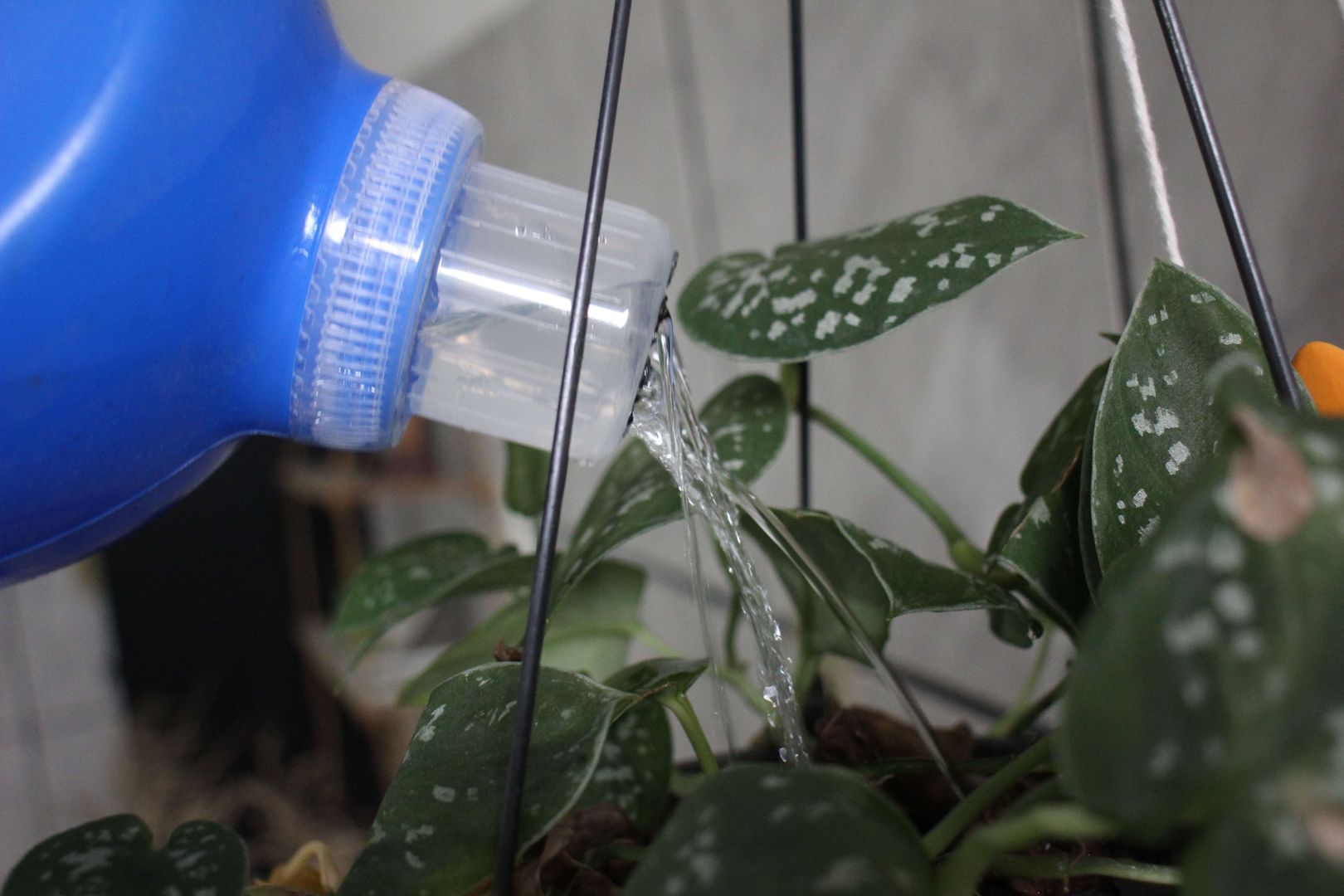How To Make a Milk Bottle Watering Can l DIY Watering Can In 7 Easy ...