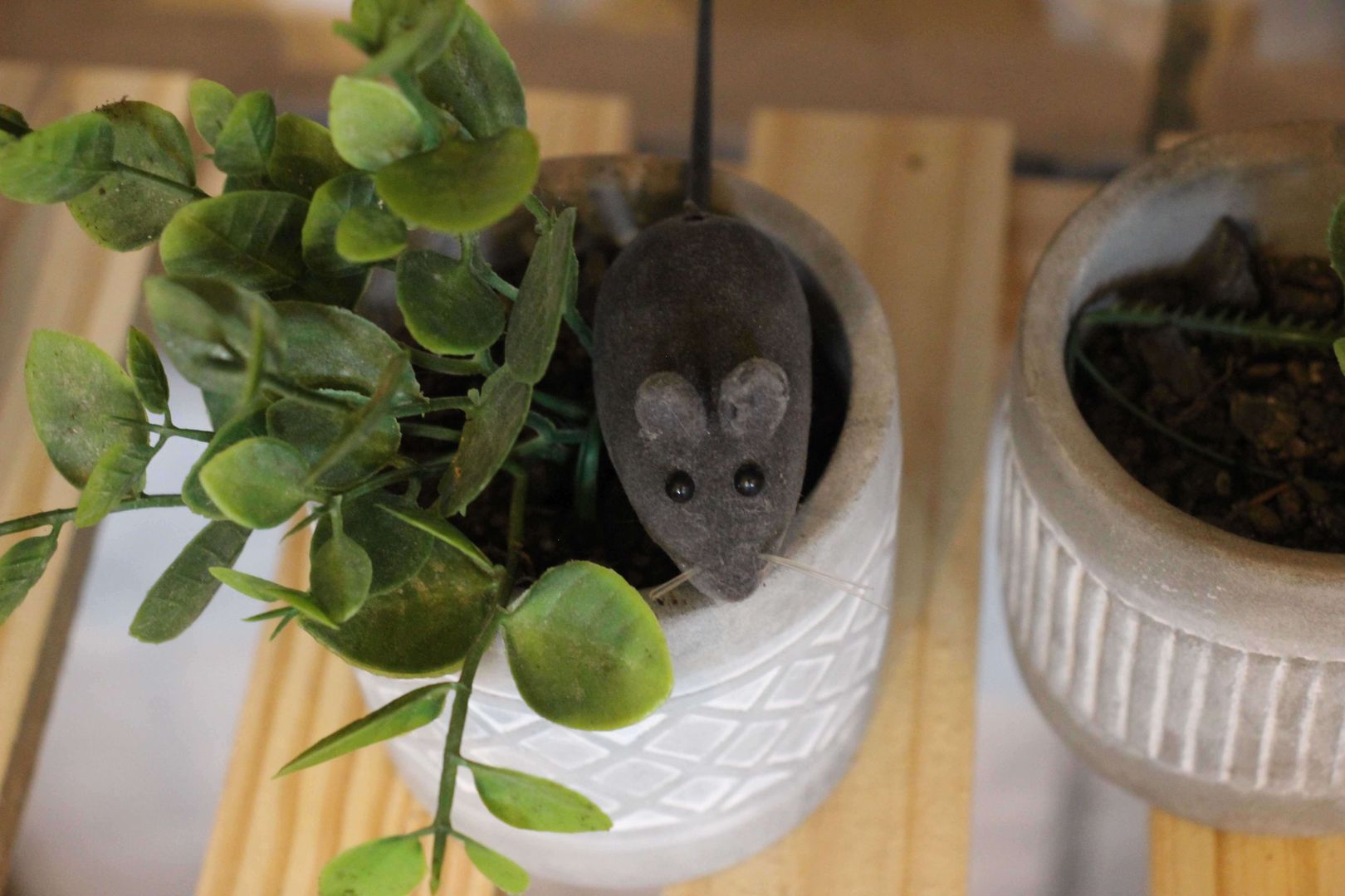 Como Acabar Com Ratos Em Casa Usando Essas 9 Dicas Da Homify | homify