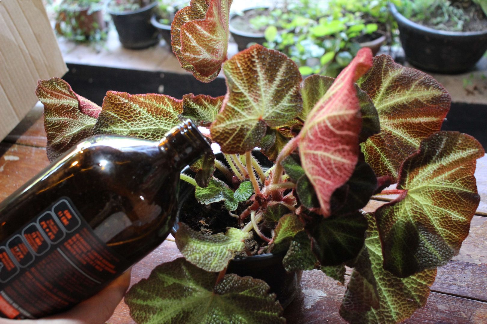 Guía para el cuidado de las Begonias que cambian con el sol (5 cosas que debe saber) | homify