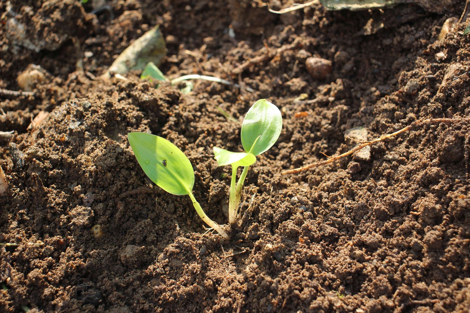 How To Dig Up and Divide Bulbs l Step-by-Step Bulb Splitting Tutorial ...