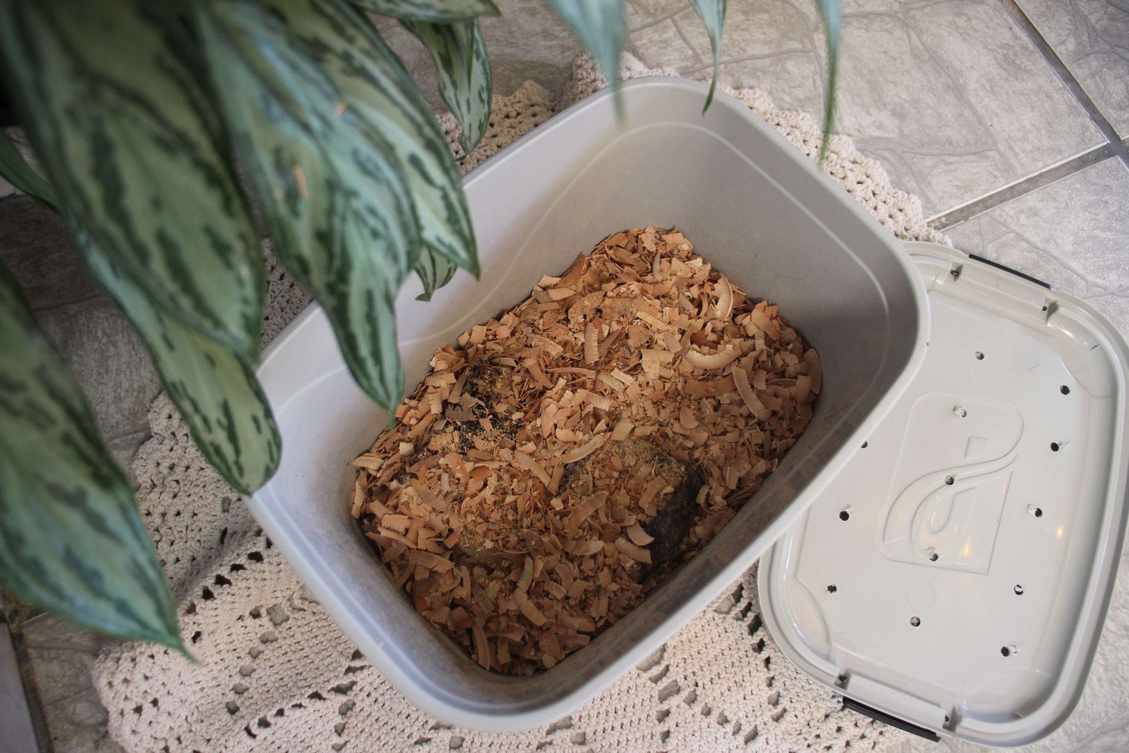 How To Compost in an Apartment l DIY Ways to Compost in an Apartment in ...