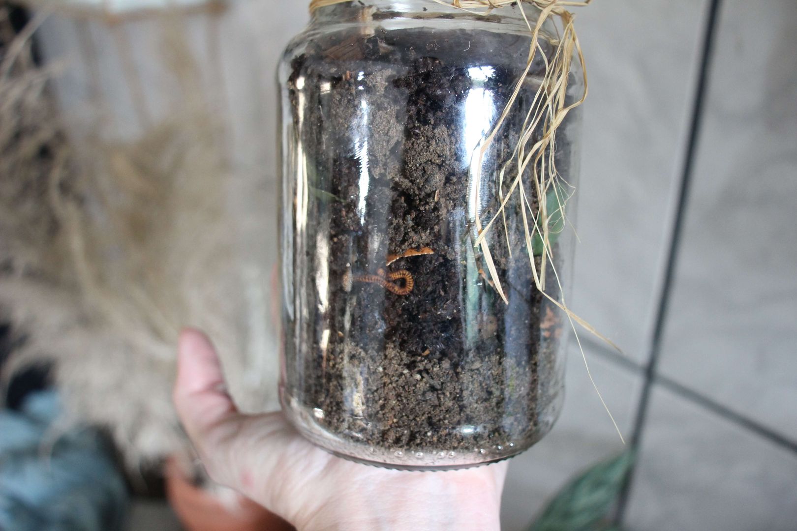 How to Make a Worm Observation Jar in 11 DIY Easy Steps | homify