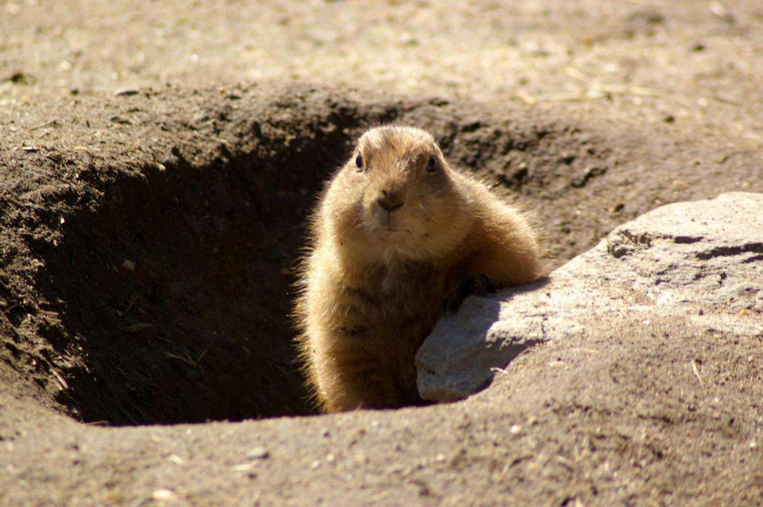 How to Get Rid of a Groundhog with a DIY Tool [7 Easy Steps] | homify