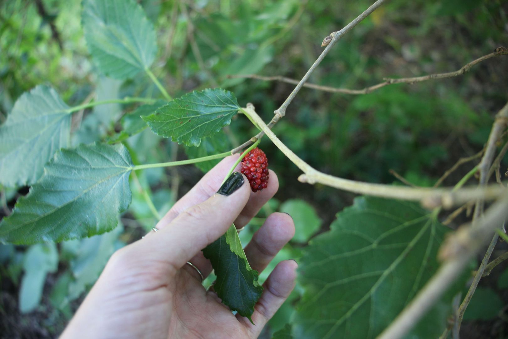 Brombeeren pflanzen – So blüht der Brombeerstrauch im Garten! | homify