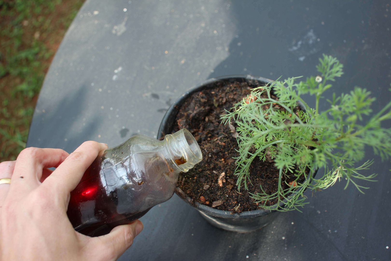 Guia de 6 Passos Para Cultivar Artemísia Camphorata (Absinto) | homify