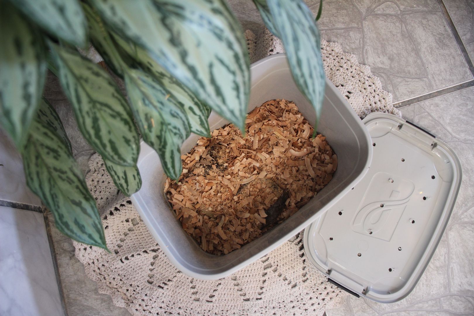 Comment composter dans un appartement : 7 étapes simples pour créer ...