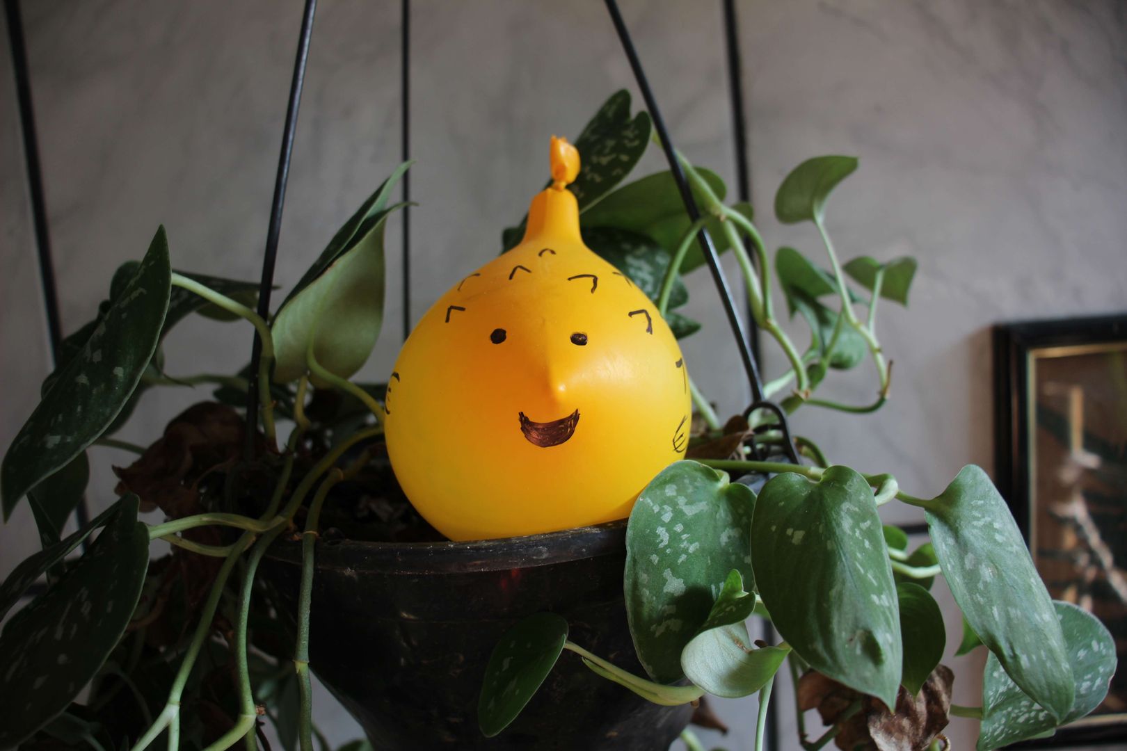 DIY Puffer Fish Science Balloon: A Fun Experiment for Kids | homify