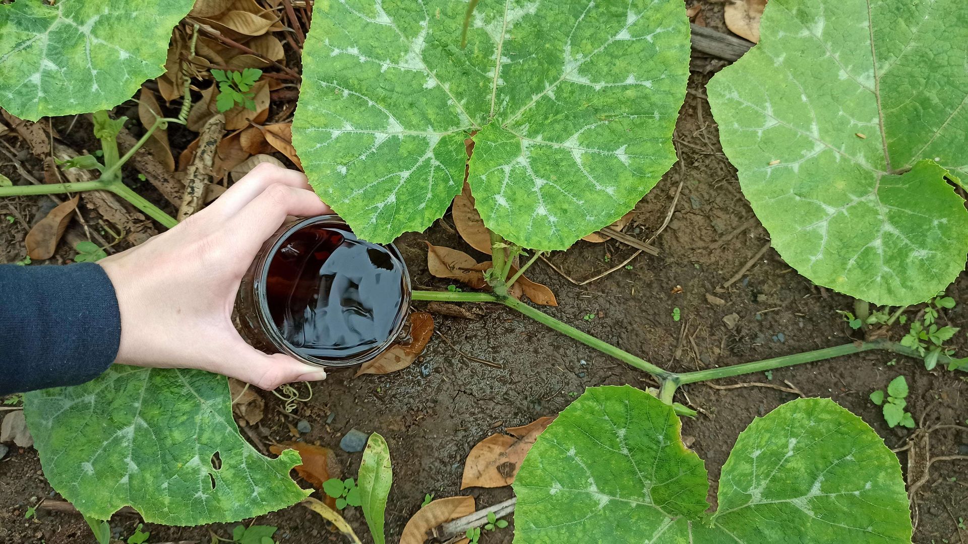 Guía de 7 Pasos para Cultivar Cucurbita Pepo (Calabacita) | homify