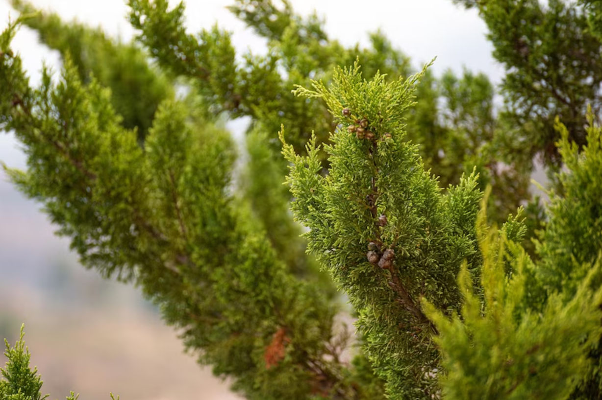 윈터 가든을 위한 5가지 식물 | 호미파이 & homify