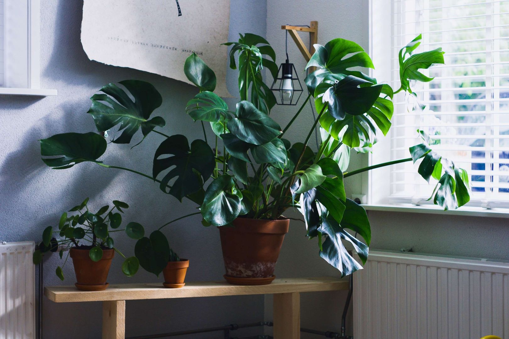 Hoe Je Planten Beschermt Tegen De Warmte Van De Radiator | homify