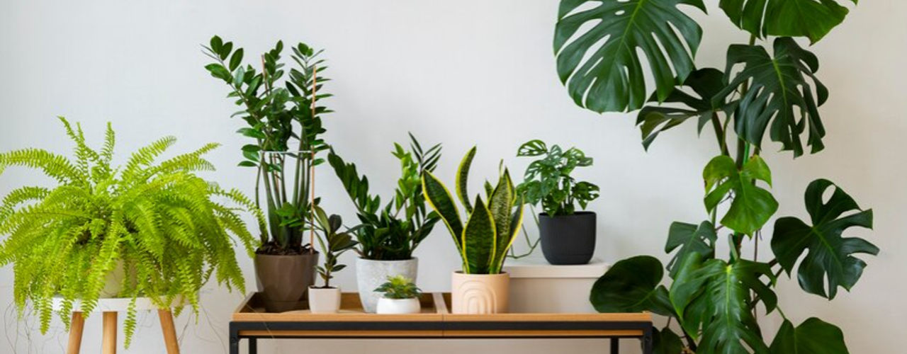 7 Moeilijk Te Doden Planten die Gedijen met Minimale Inspanning | homify