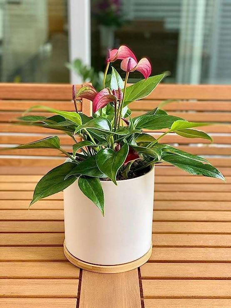 Elige la Maceta Perfecta para las Plantas de Interior en Hogar | homify